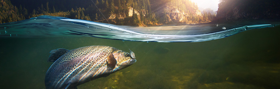 Notre politique de pêche durable | Metro